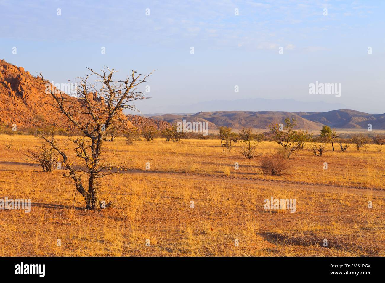Namibian landscape, red ground and African vegetation around ...