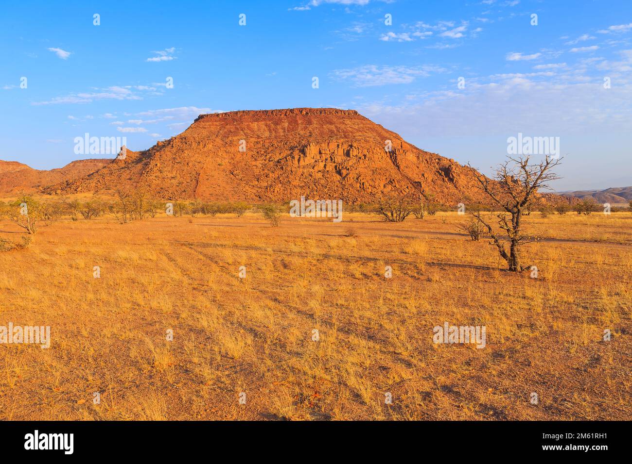 Namibian landscape, red ground and African vegetation around ...