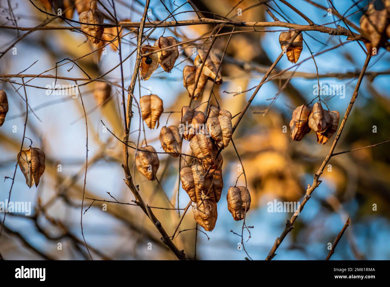 Golden rain tree seed pods close up shot Stock Photo - Alamy