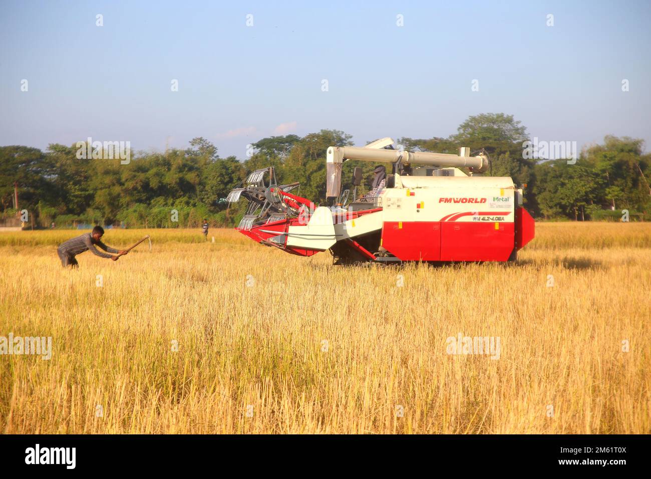 Farmers are picking ripe paddy. Sylhet, Bangladesh, 4 December 2022 ...