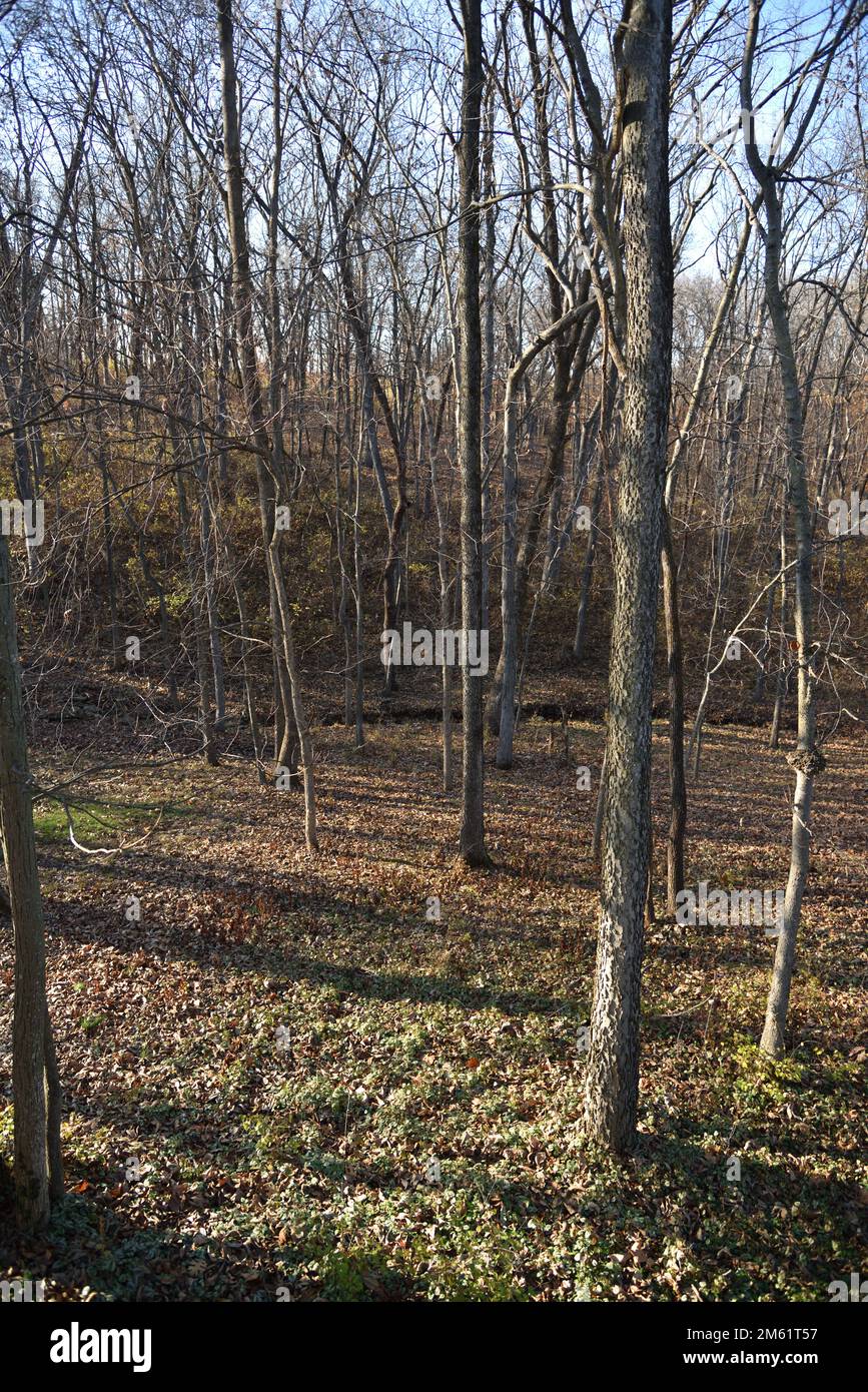 winter deciduous forest Stock Photo - Alamy