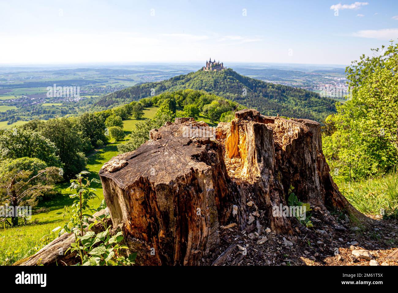 rotten tree stump in front of hohenzollern castle in spring with ...