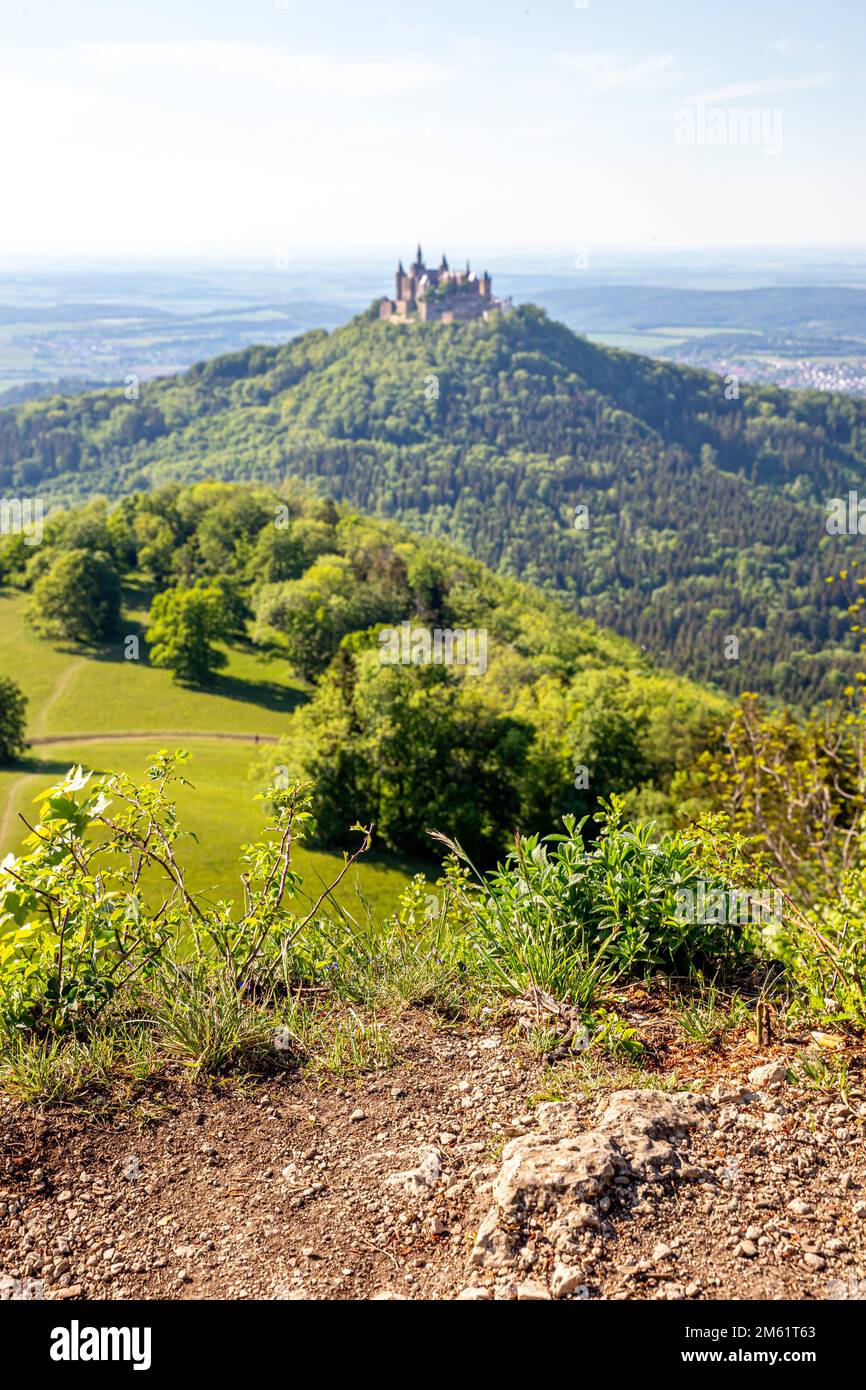 blurred hohenzollern castle with rock in foreground with green plants ...