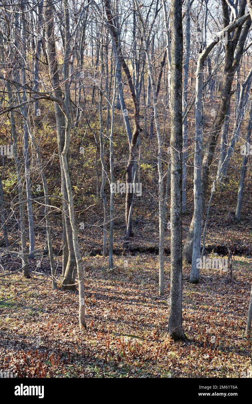 winter deciduous forest Stock Photo - Alamy