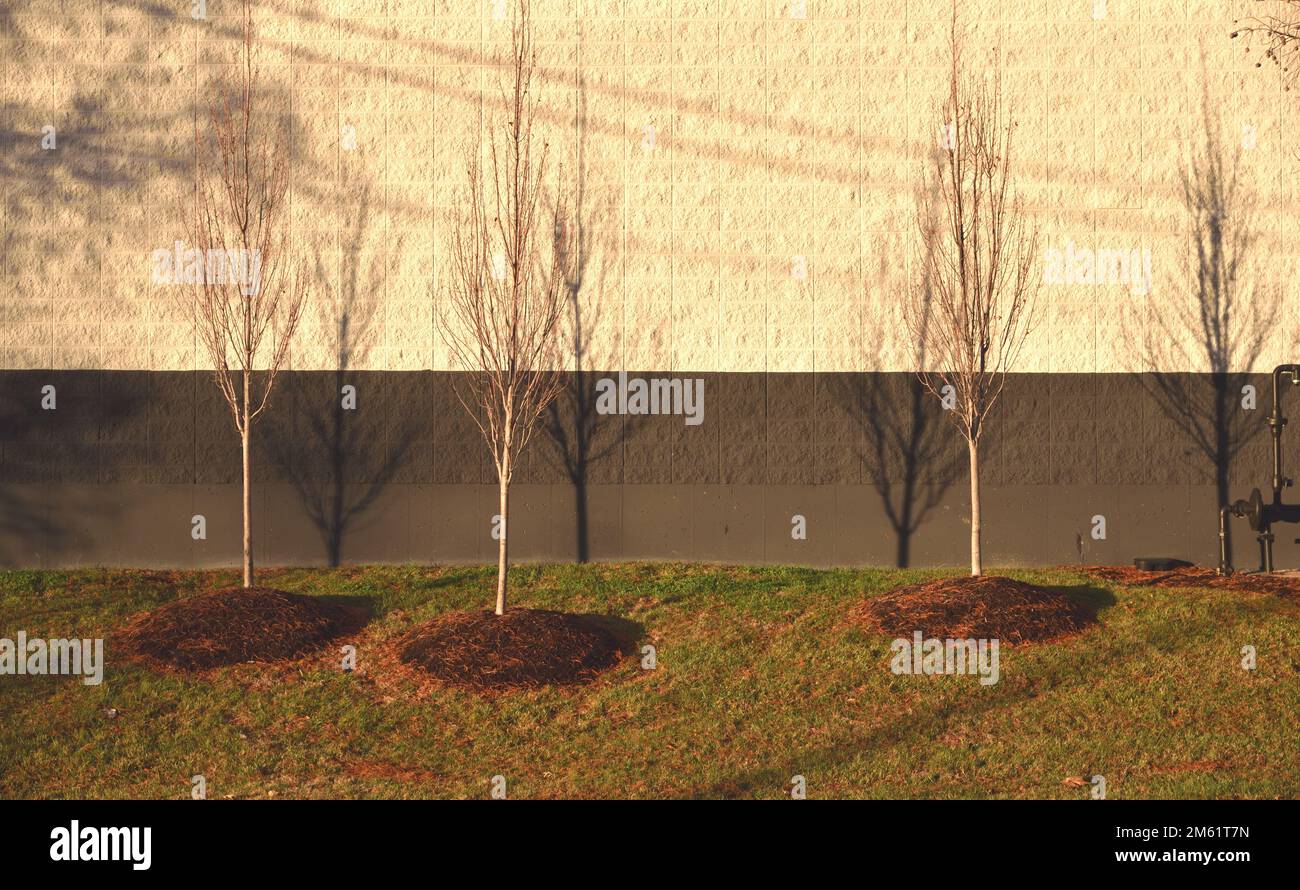 a trio of three trees Stock Photo - Alamy