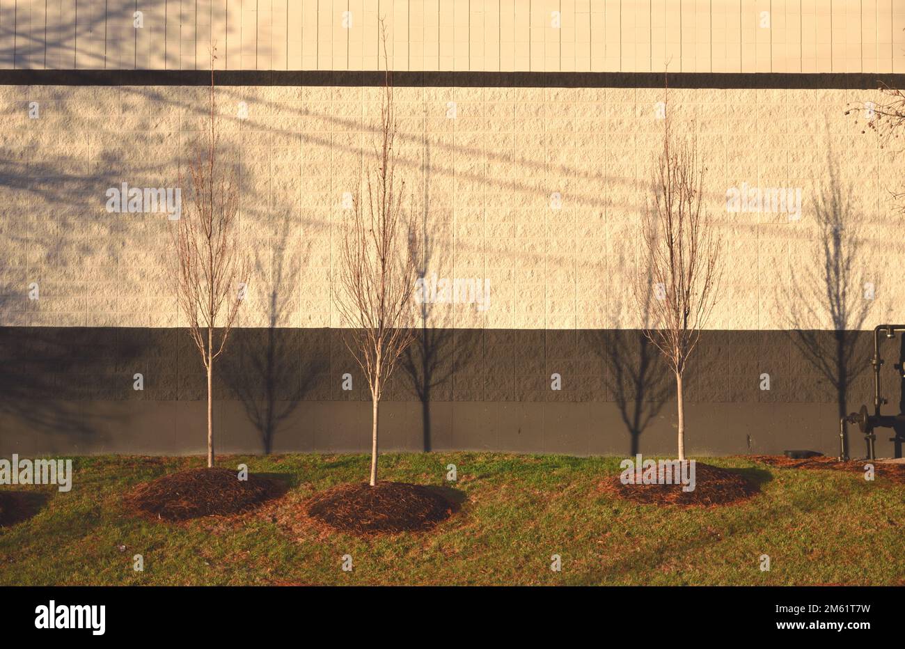 a trio of three trees Stock Photo - Alamy