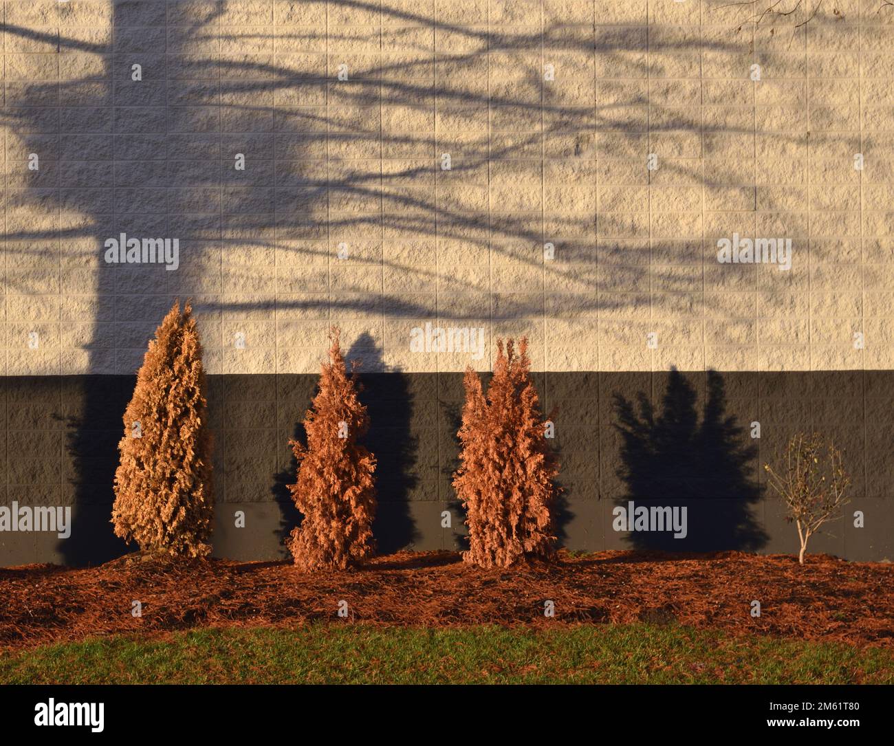 a trio of three dead shrubs Stock Photo - Alamy