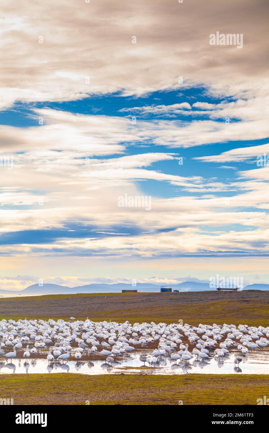 Snow Geese at Gary Point Park in Steveston British Columbia Canada ...