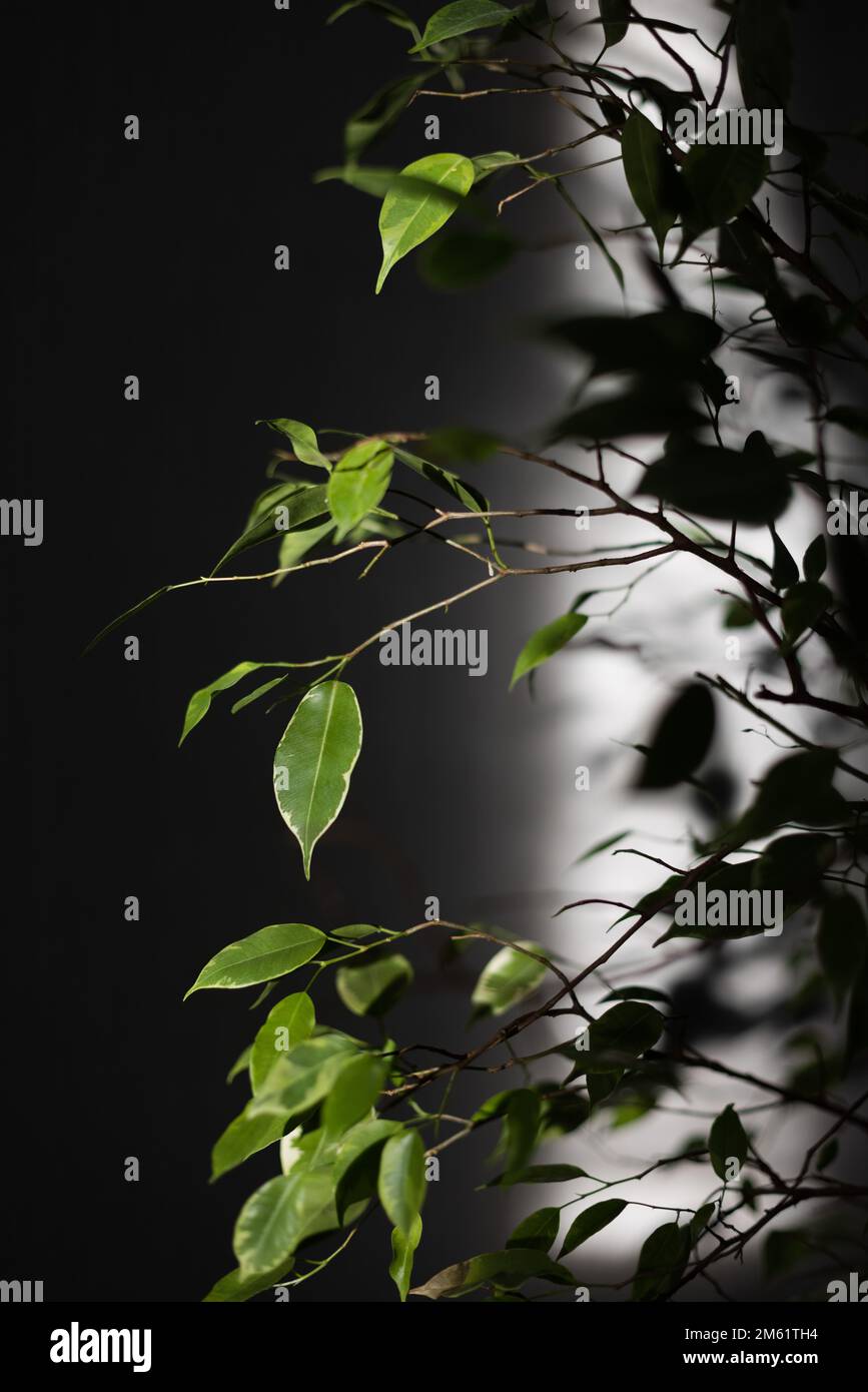 Light and shade. Ficus leaves in the sunbeam with shadow behind it ...