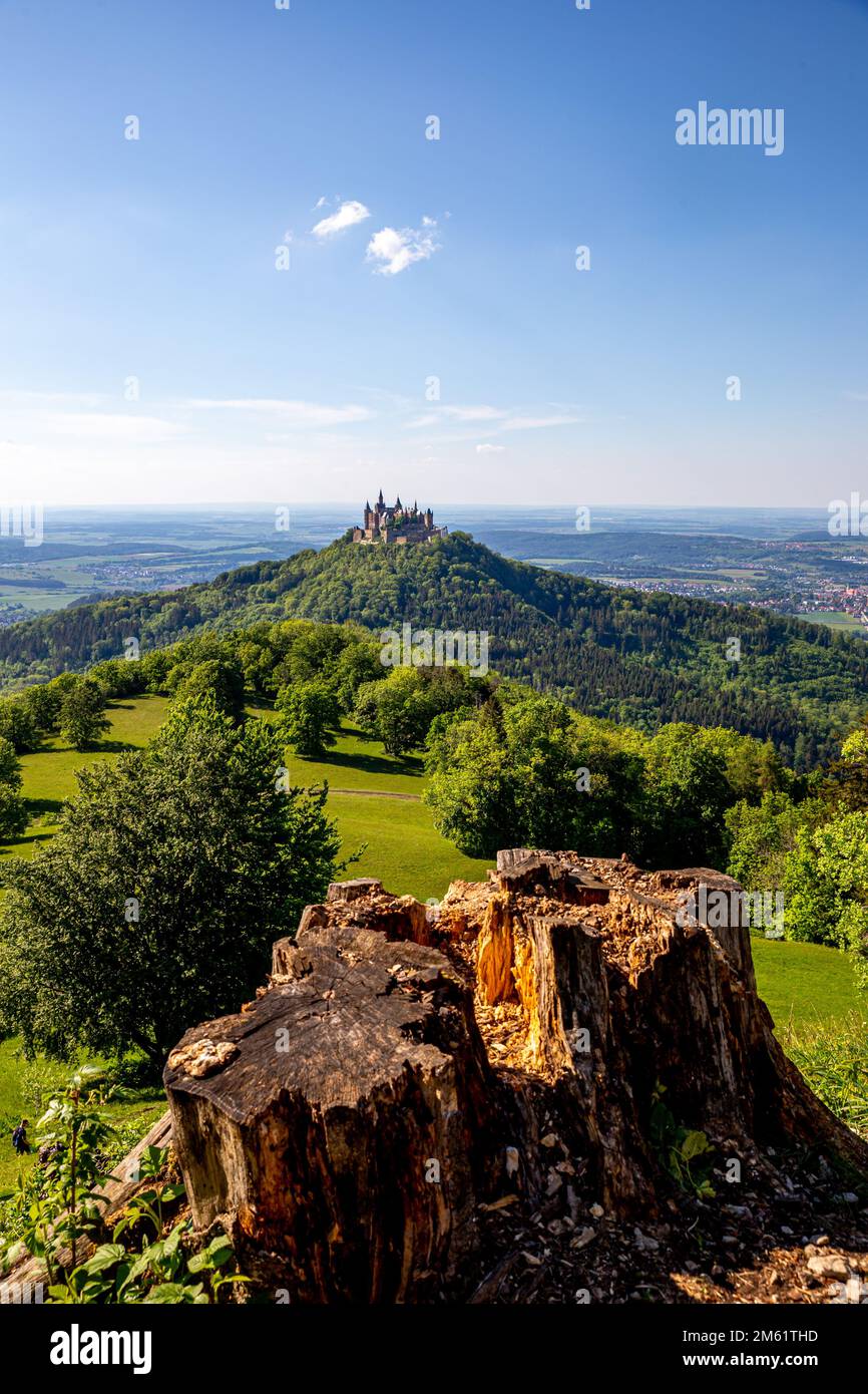 rotten tree stump in front of hohenzollern castle in spring Stock Photo ...