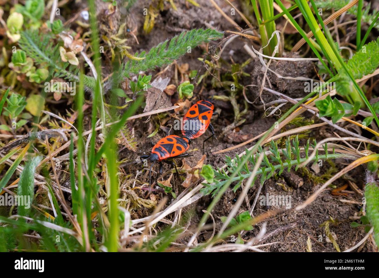 two fire bugs connected together on the meadow floor Stock Photo - Alamy