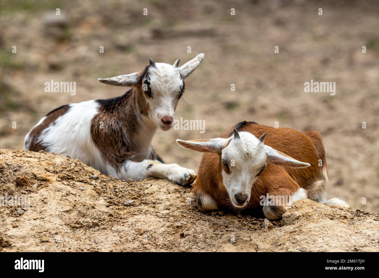 two young goats sitting on a dirt hill and relaxing Stock Photo - Alamy