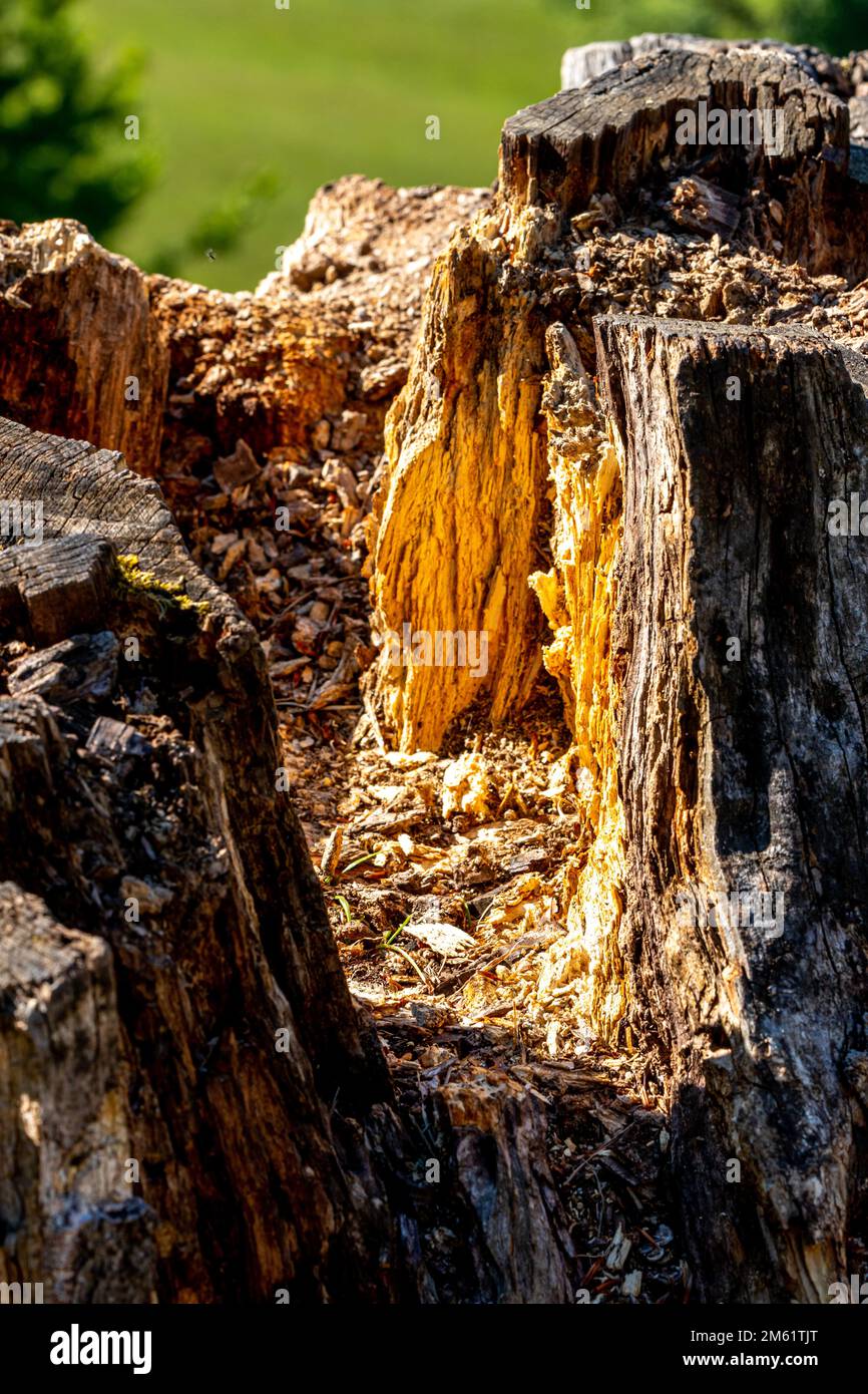 rotten tree trunk closeup in sunlight in front of green meadow Stock ...