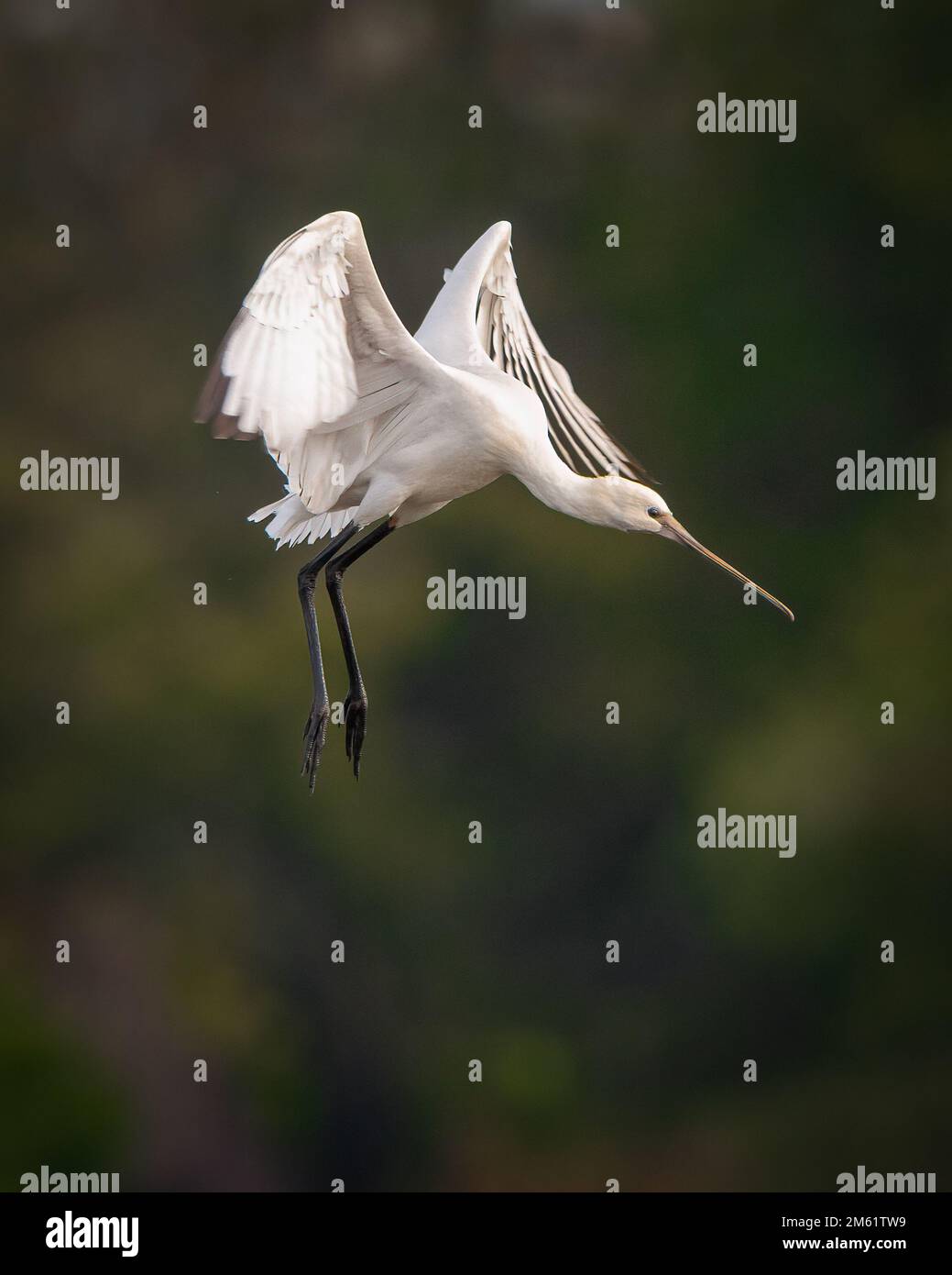 A selective focus vertical closeup of a Eurasian spoonbill bird mid ...