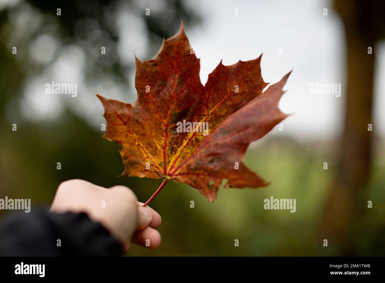 A selective focus closeup of an autumn Maple leaf Stock Photo - Alamy