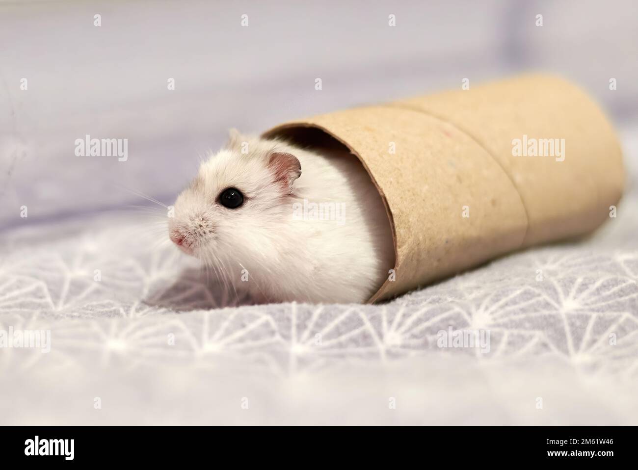 Winter white dwarf hamster (Phodopus sungorus Stock Photo - Alamy