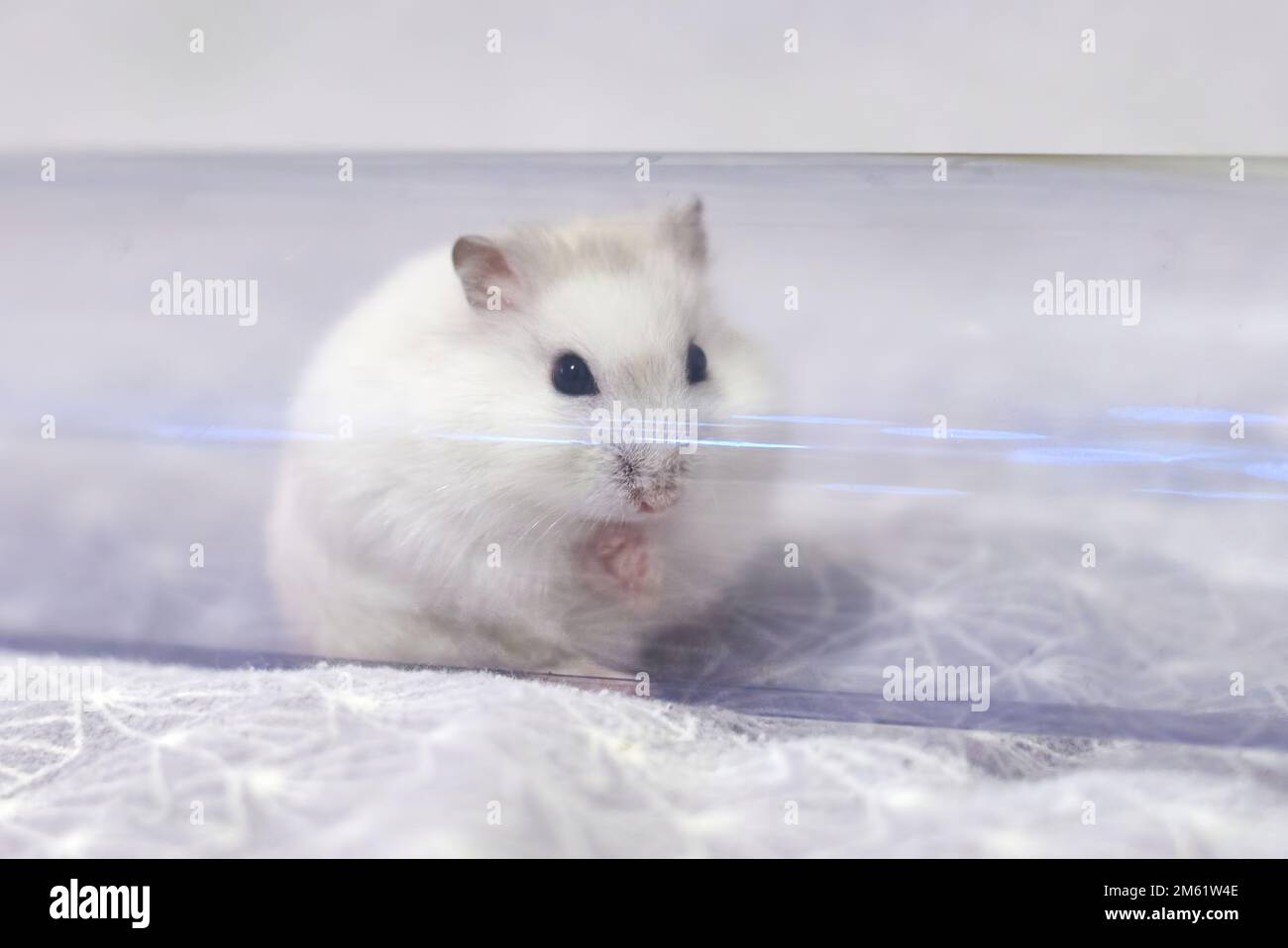 Winter white dwarf hamster (Phodopus sungorus Stock Photo - Alamy