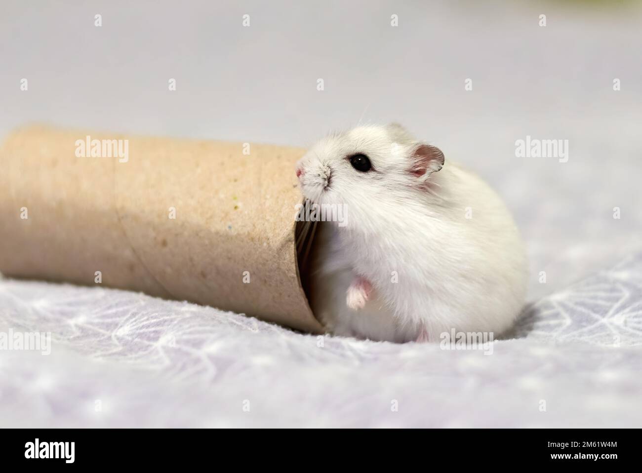 Winter white dwarf hamster (Phodopus sungorus Stock Photo - Alamy