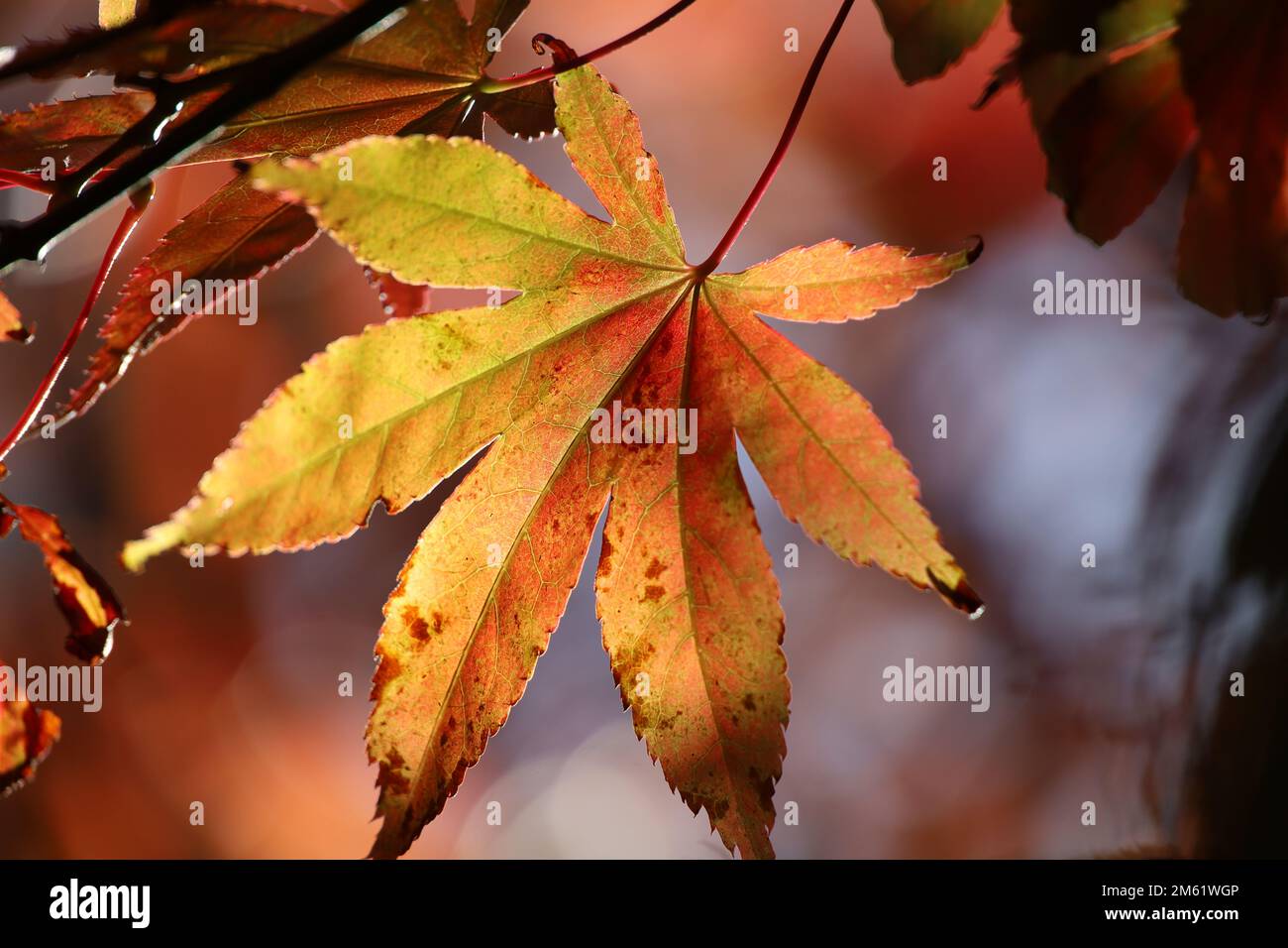 Autumn leaf backlit by sunshine Stock Photo - Alamy