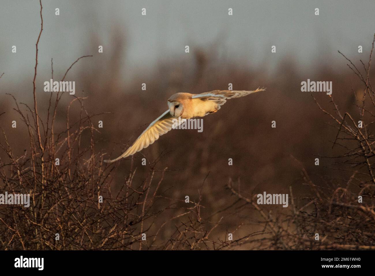 A barn Owl early morning hunting at Wicken Fen in Cambridgeshire Stock ...