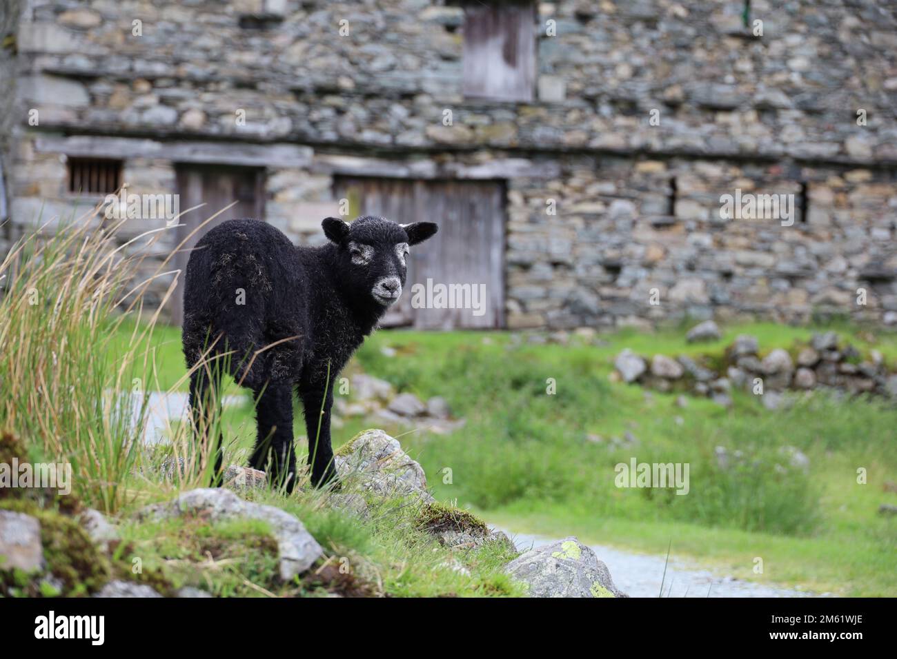 Black lamb in Langdale, Lake District Stock Photo - Alamy