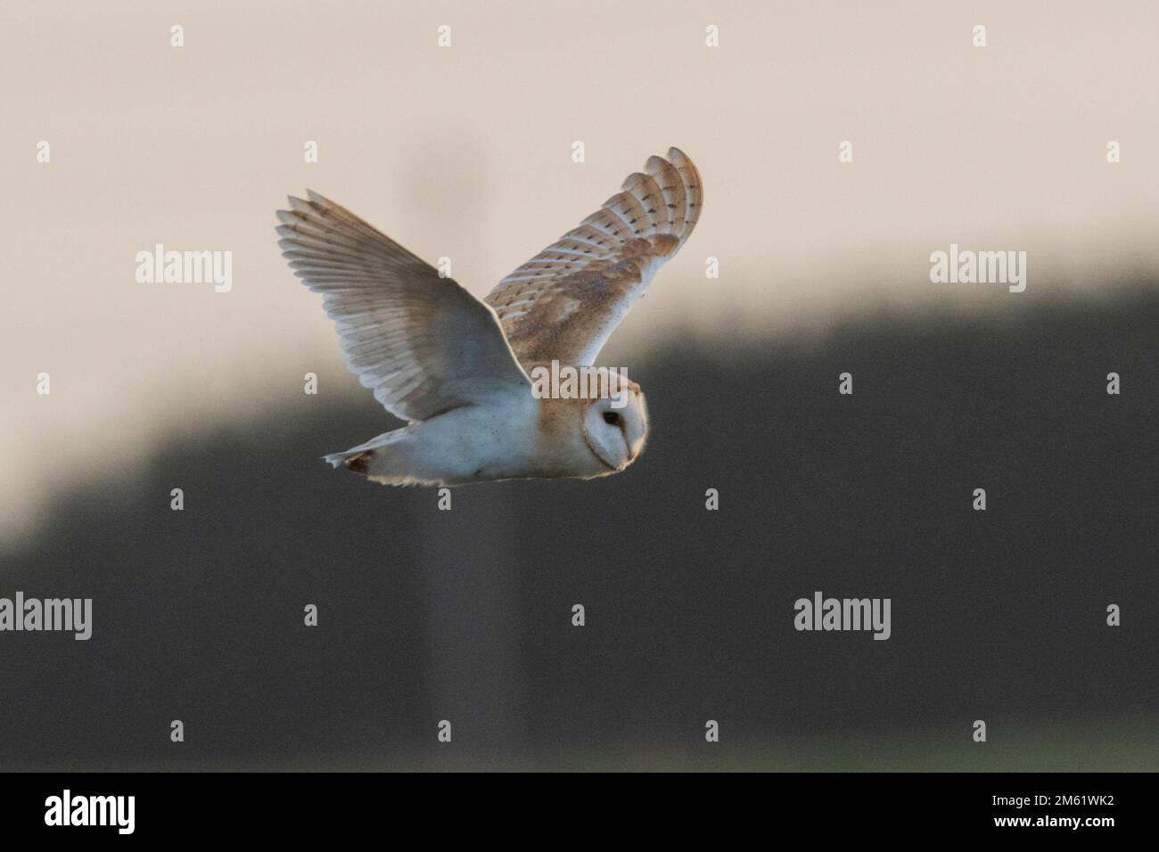A barn Owl early morning hunting at Wicken Fen in Cambridgeshire Stock ...