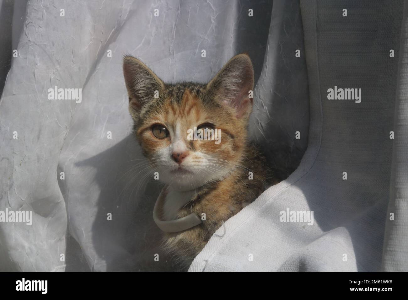 A closeup shot of the brown cat sitting between the curtain on a sunny ...