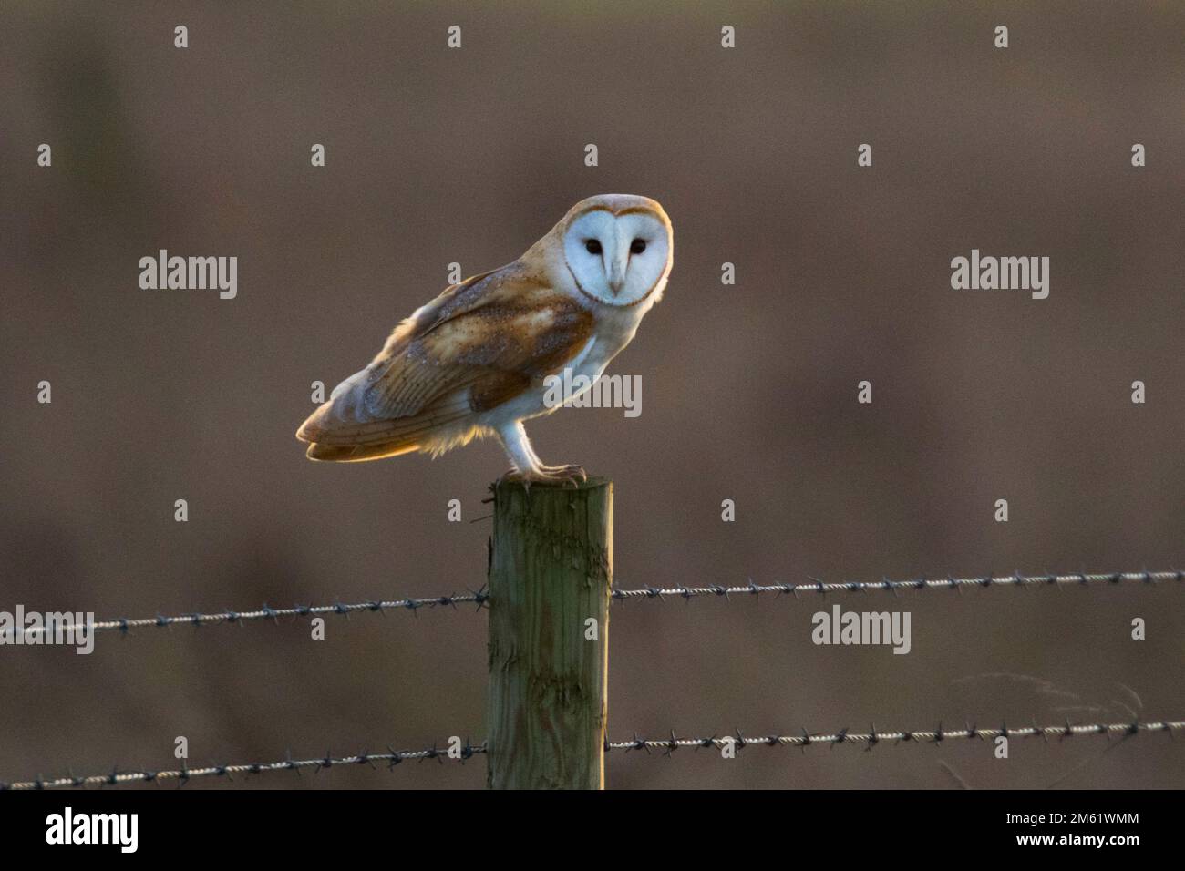 A barn Owl early morning hunting at Wicken Fen in Cambridgeshire Stock ...