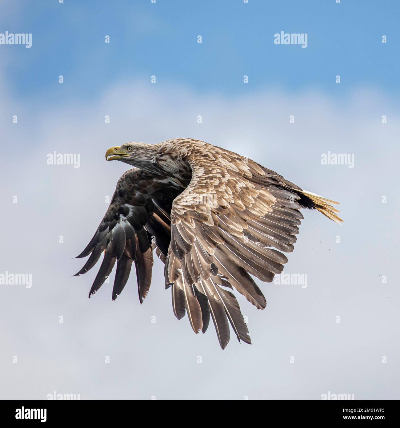 White Tailed Sea Eagles, Isle of Mull, Scotland Stock Photo - Alamy