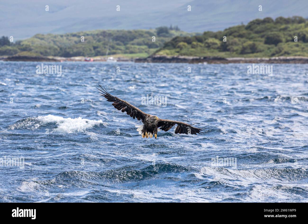 White Tailed Sea Eagles, Isle of Mull, Scotland Stock Photo - Alamy