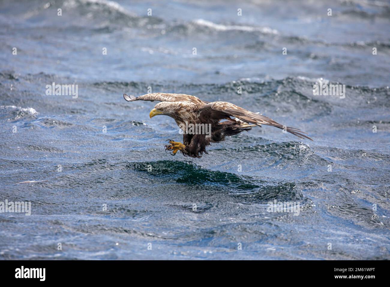 White Tailed Sea Eagles, Isle of Mull, Scotland Stock Photo - Alamy