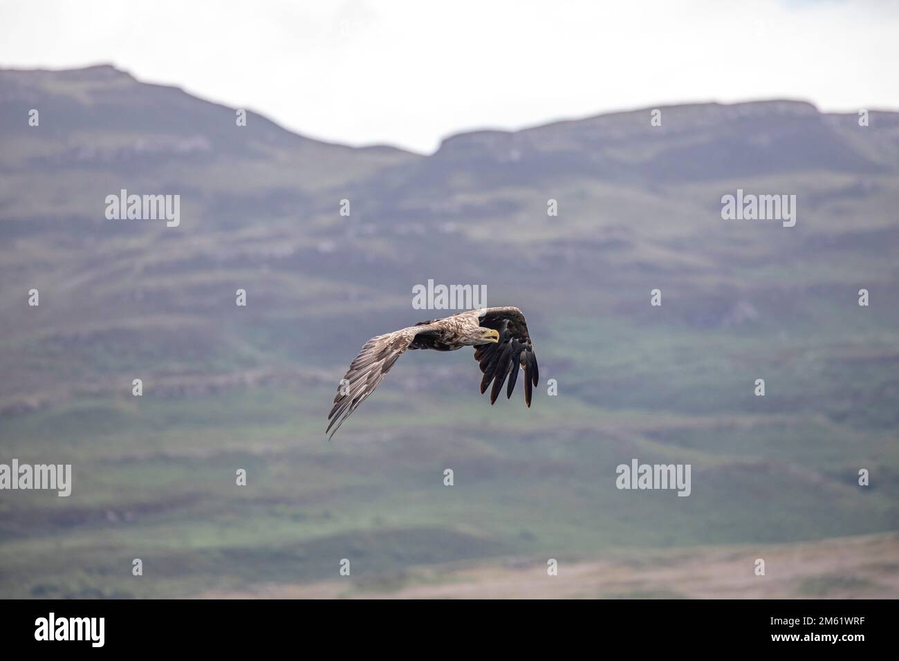 White Tailed Sea Eagles, Isle of Mull, Scotland Stock Photo - Alamy
