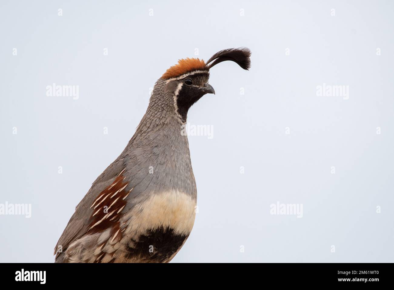 Quaily hi-res stock photography and images - Alamy
