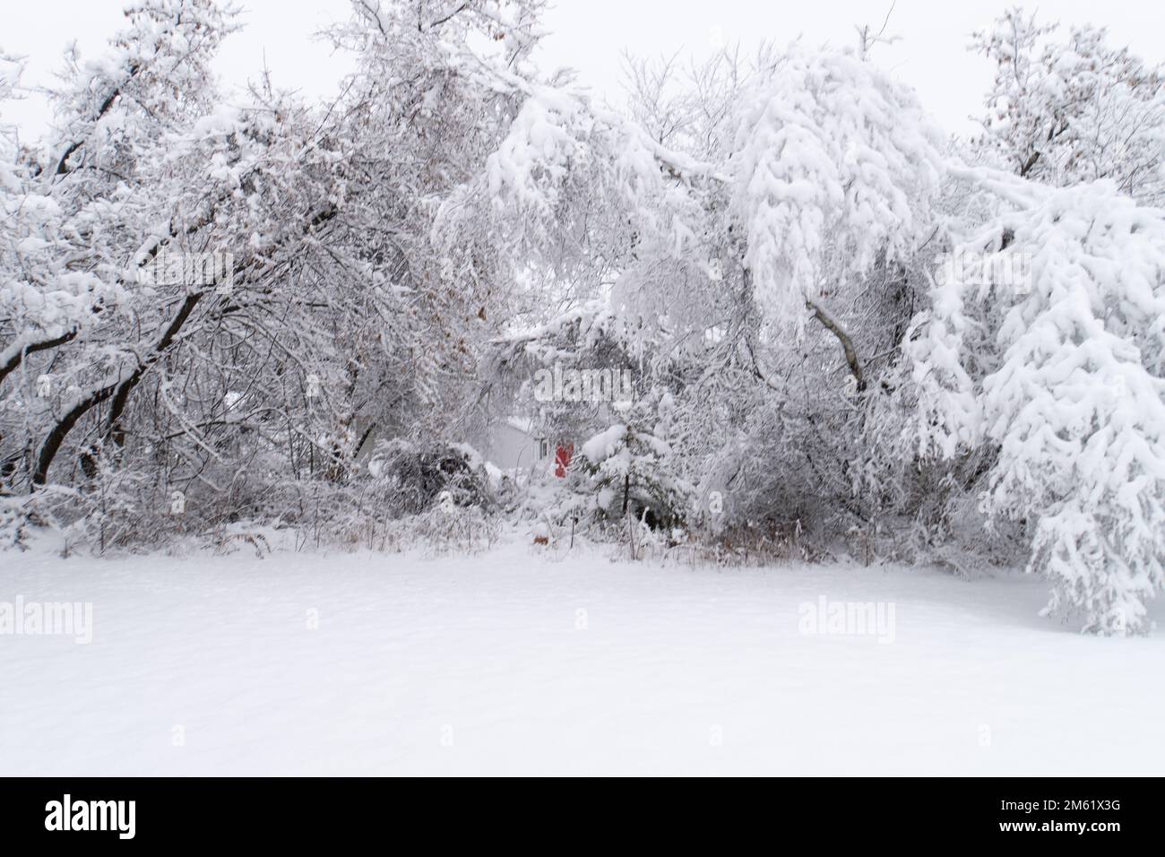 heavy snow fall creates a winter wonderland Stock Photo - Alamy