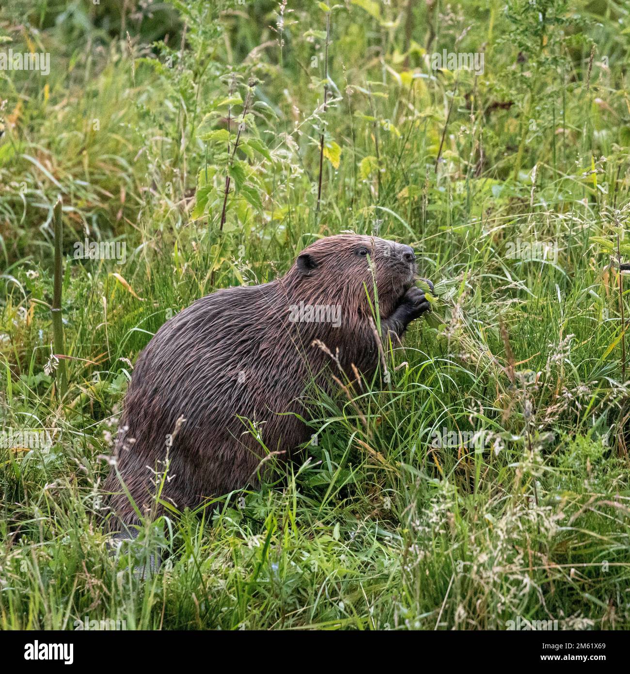 Beavers dam building, Perthshire, Scotland Stock Photo - Alamy