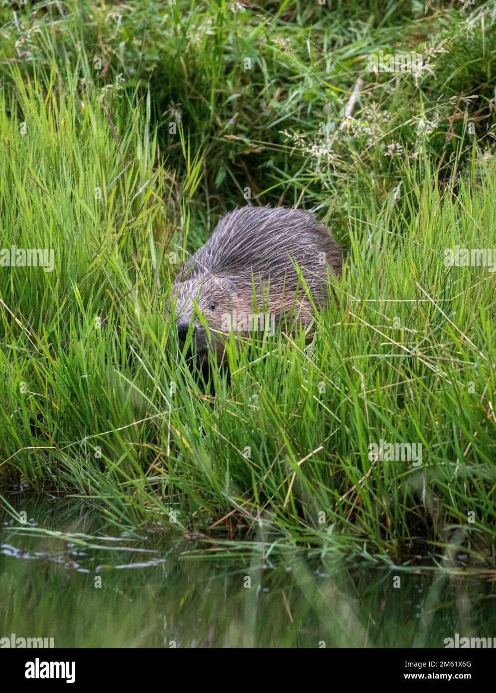 Beavers dam building, Perthshire, Scotland Stock Photo - Alamy