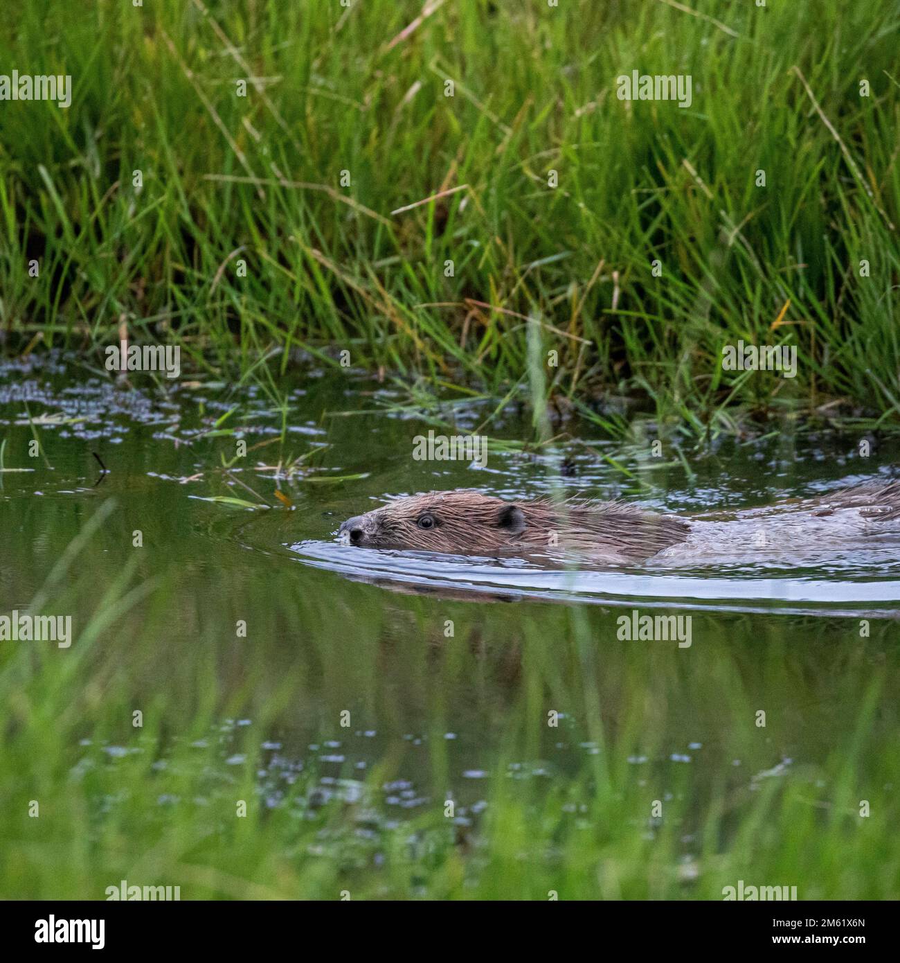 Beavers dam building, Perthshire, Scotland Stock Photo - Alamy