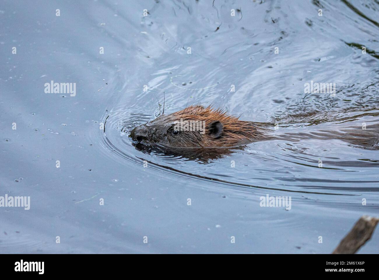 Beavers dam building, Perthshire, Scotland Stock Photo - Alamy