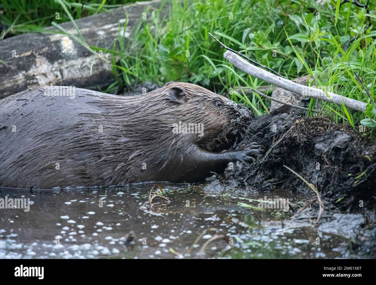 Beavers dam building, Perthshire, Scotland Stock Photo - Alamy