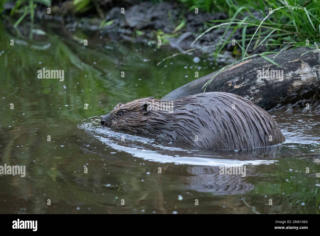 Beavers dam building, Perthshire, Scotland Stock Photo - Alamy