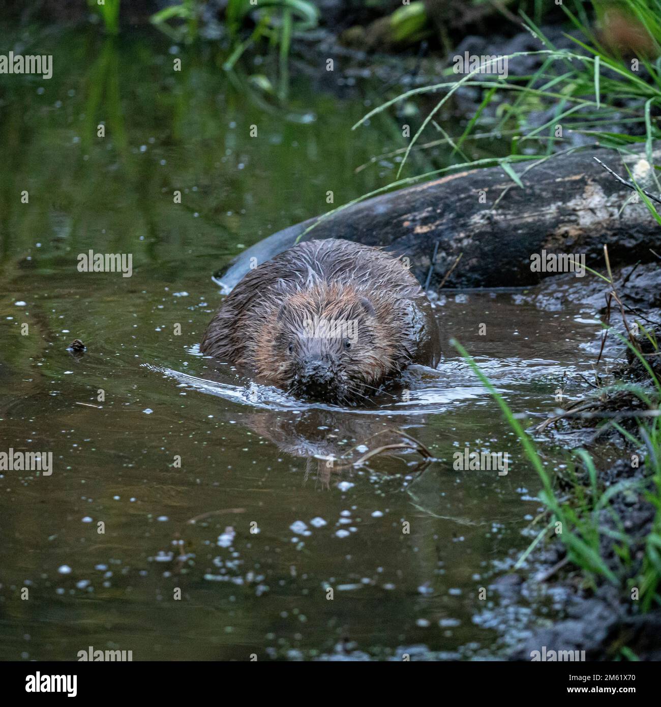 Beavers dam building, Perthshire, Scotland Stock Photo - Alamy