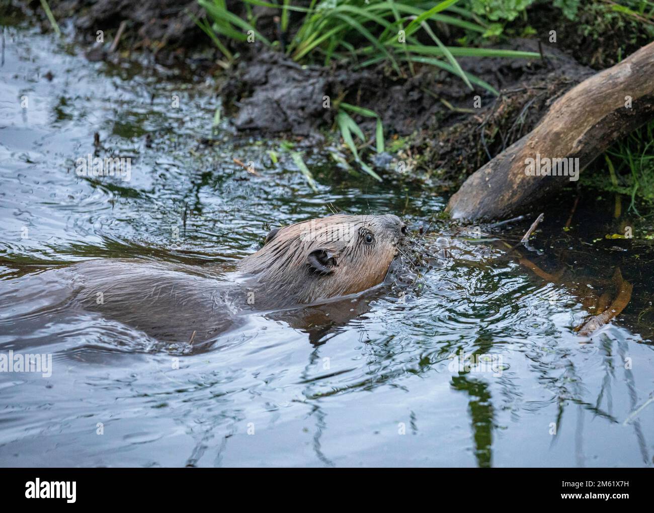 Beavers dam building, Perthshire, Scotland Stock Photo - Alamy