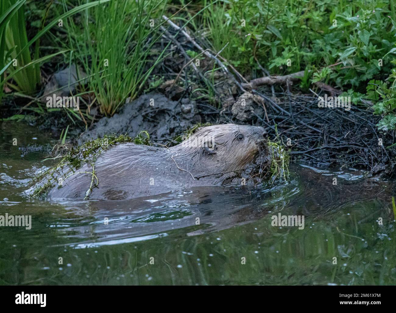 Beavers dam building, Perthshire, Scotland Stock Photo - Alamy