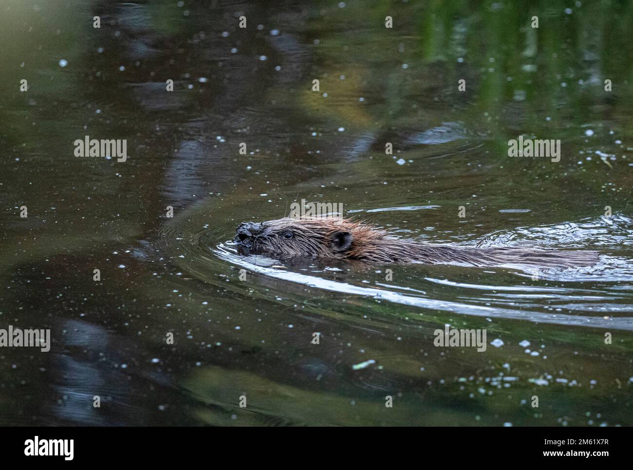 Beavers dam building, Perthshire, Scotland Stock Photo - Alamy