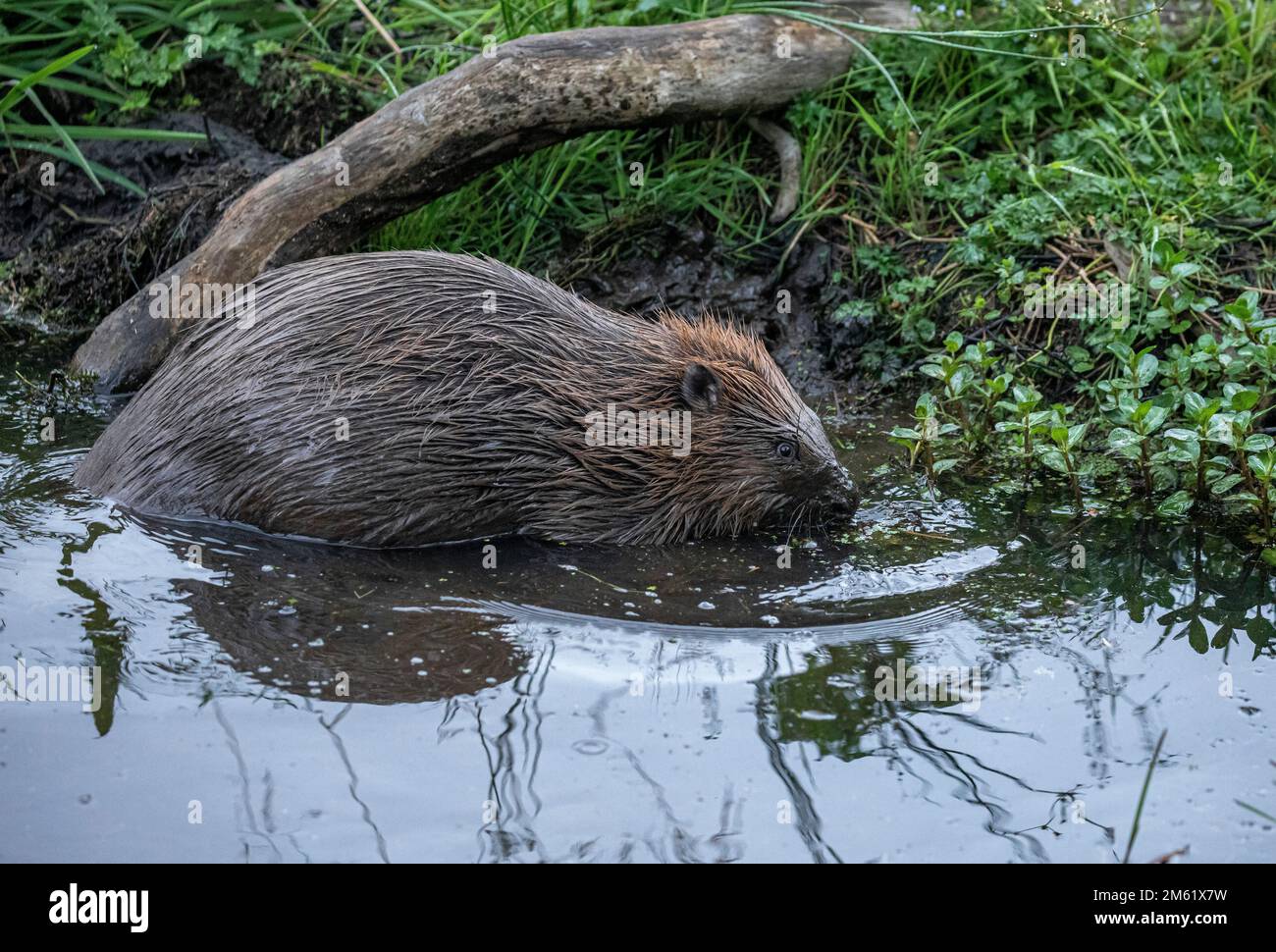 Beavers dam building, Perthshire, Scotland Stock Photo - Alamy