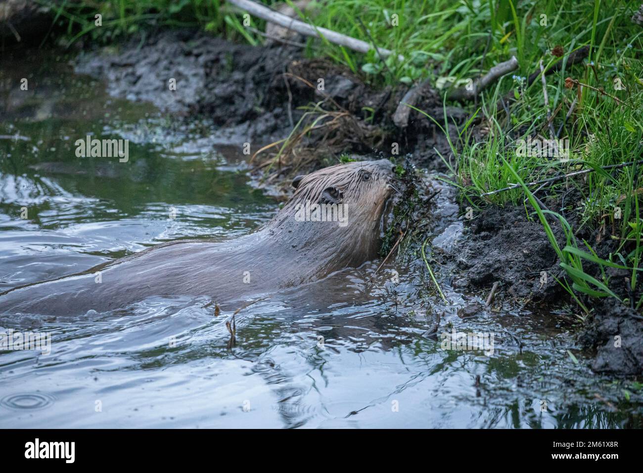 Beavers dam building, Perthshire, Scotland Stock Photo - Alamy