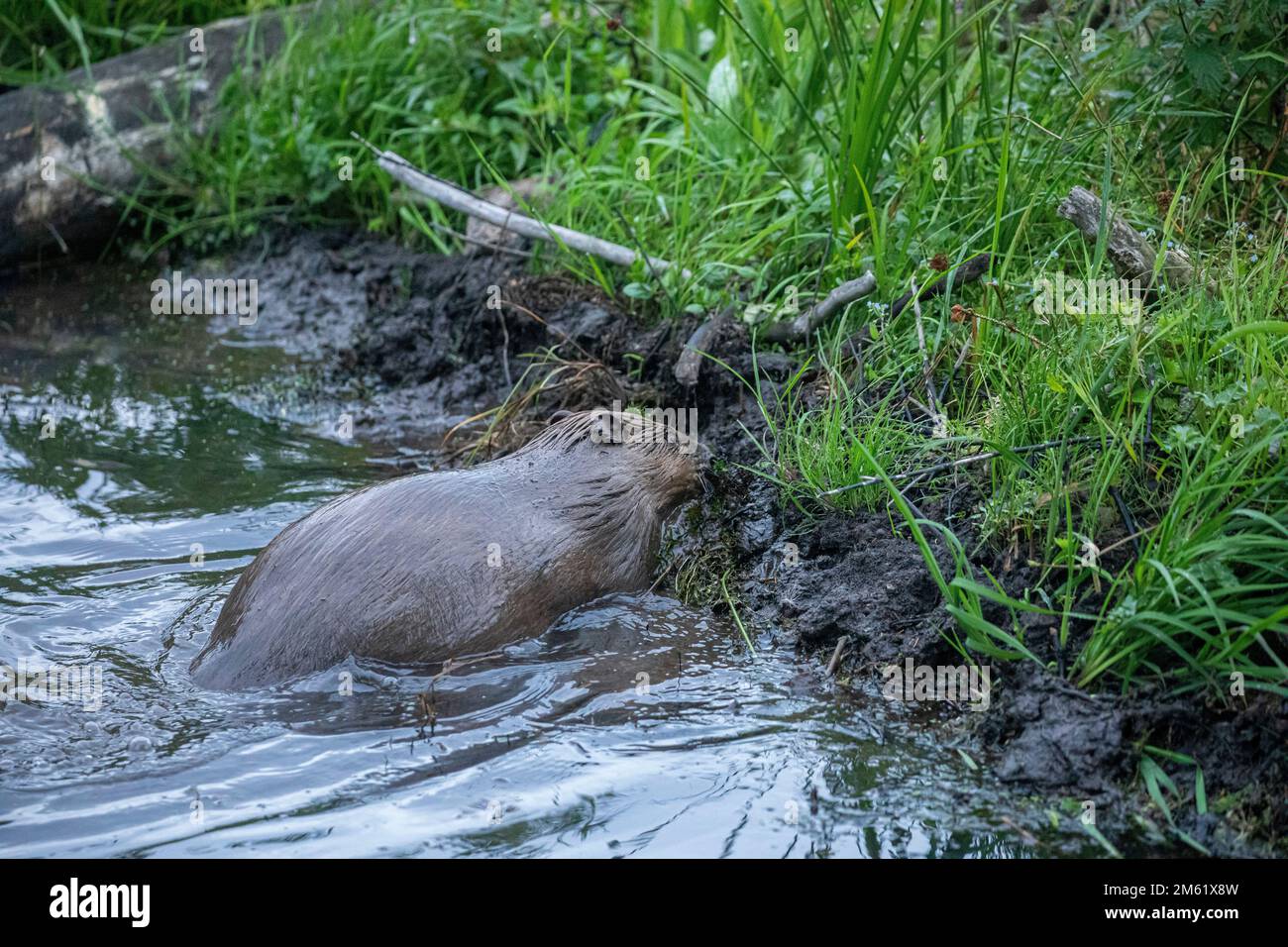 Beavers dam building, Perthshire, Scotland Stock Photo - Alamy