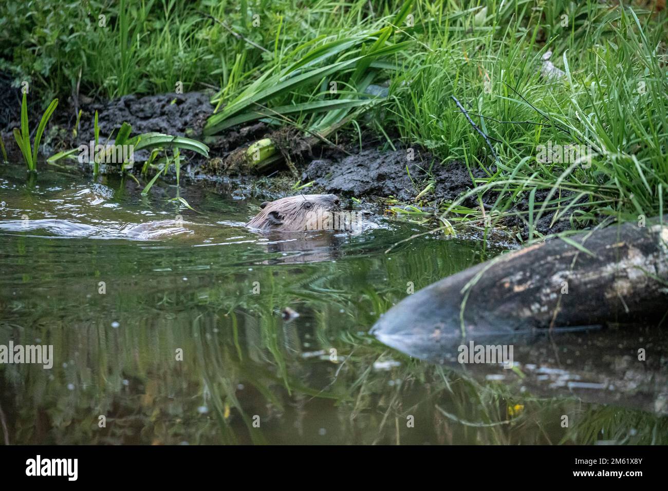 Beavers dam building, Perthshire, Scotland Stock Photo - Alamy