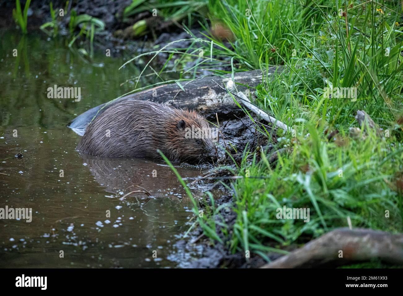 Beavers dam building, Perthshire, Scotland Stock Photo - Alamy