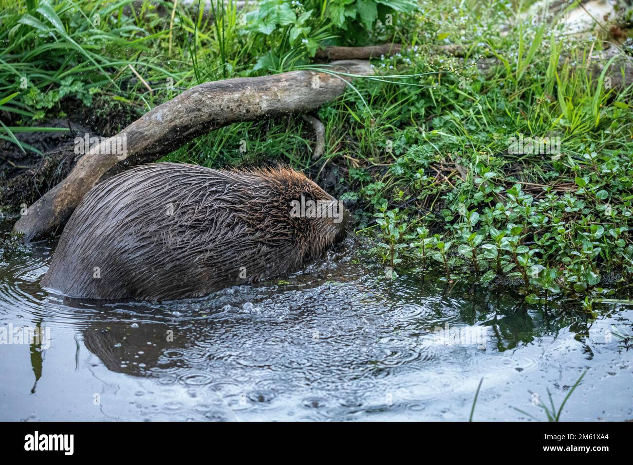 Beavers dam building, Perthshire, Scotland Stock Photo - Alamy